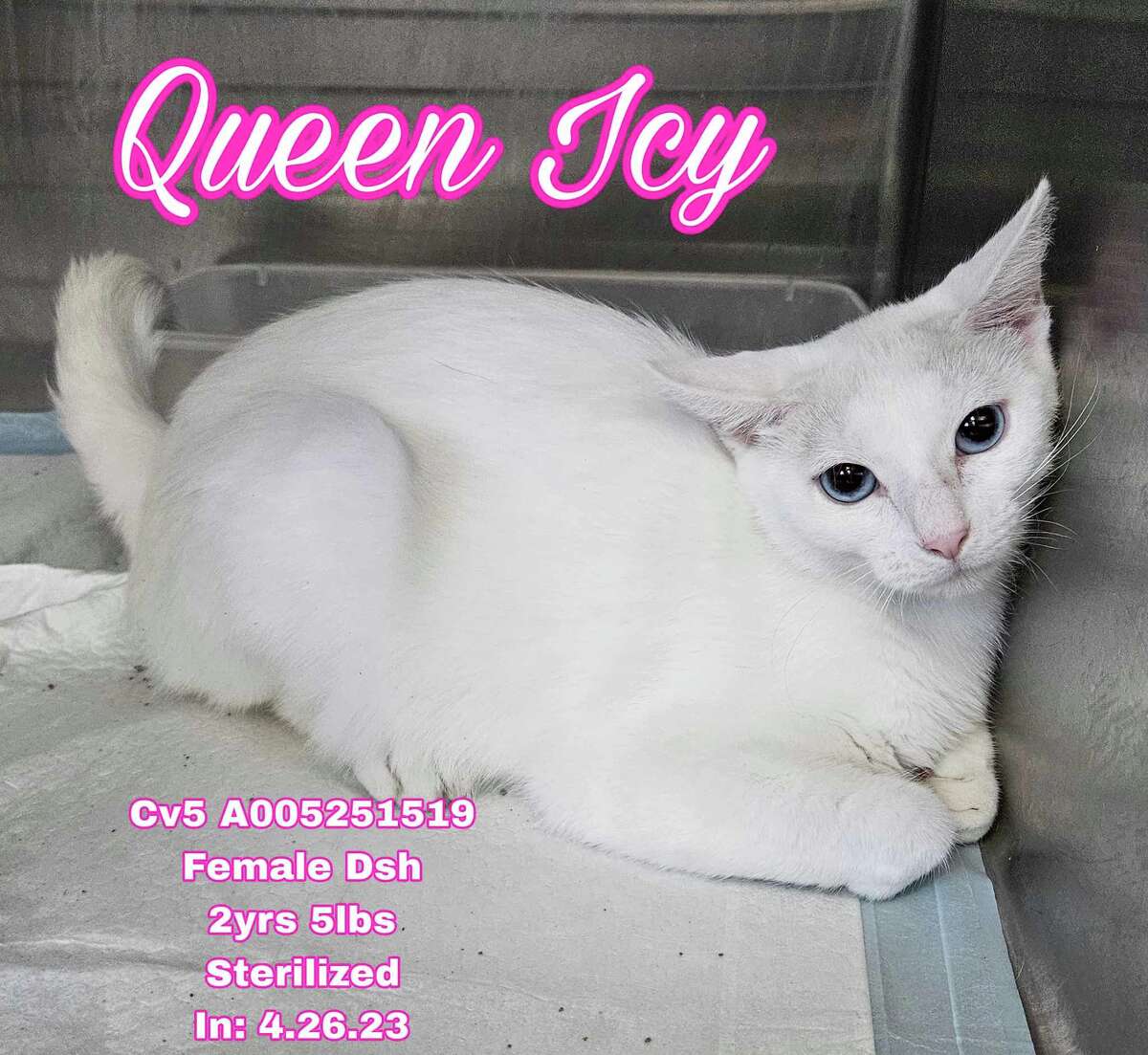 LACS waiving adoption fees in August for Clear the Shelters