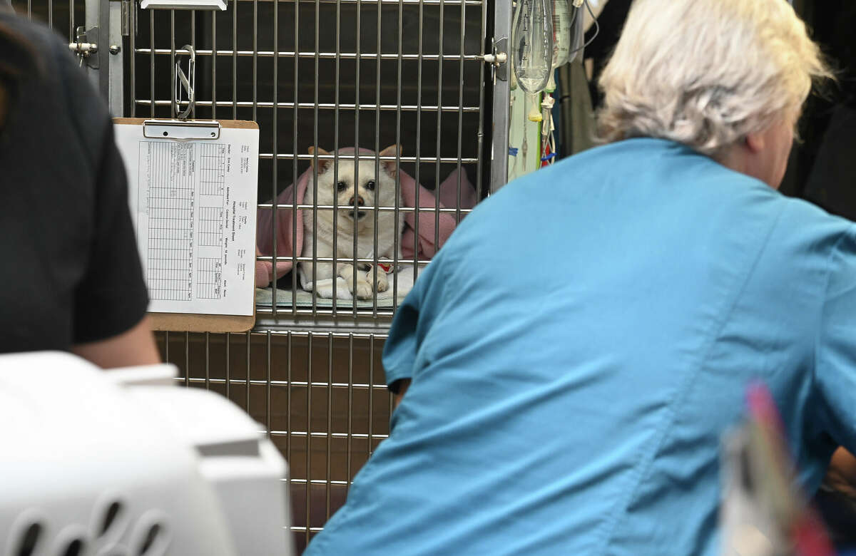 'Getting doctors is difficult': Why CT vets are under pressure