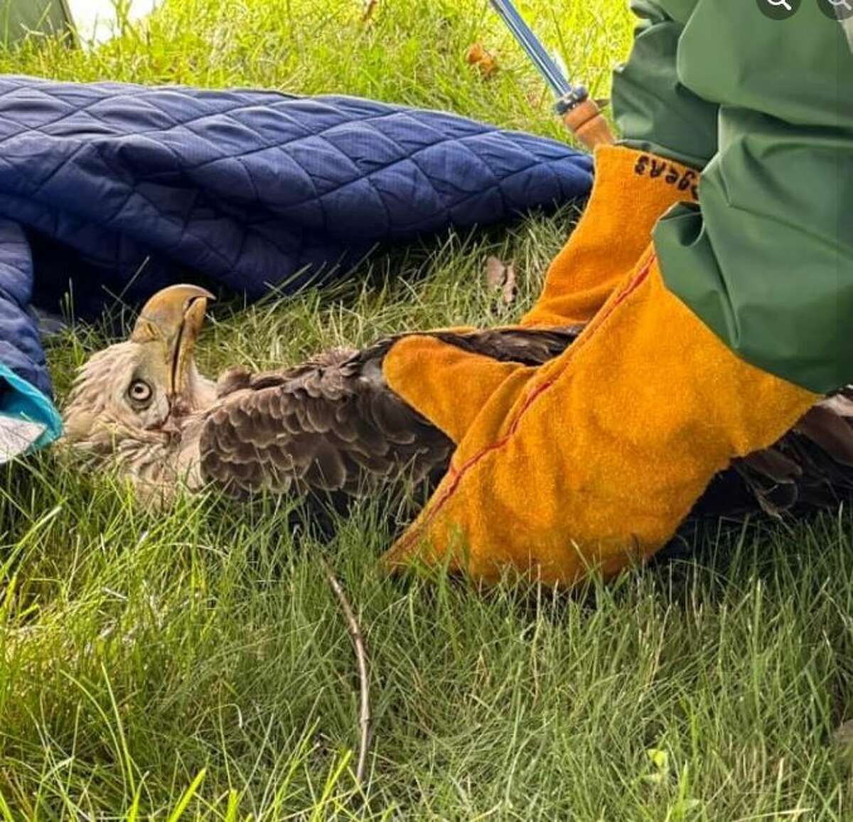 Several people stepped up to get a bald eagle the help it needed