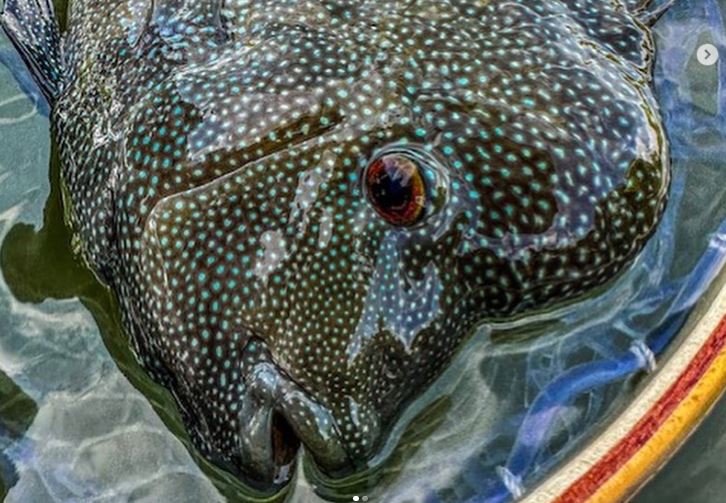 Angler catches huge fish from the San Antonio River