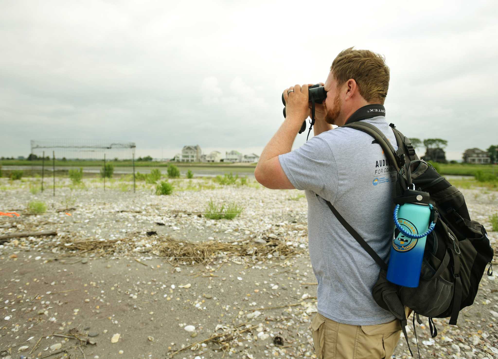 How one CT sandbar plays critical role in piping plover comeback