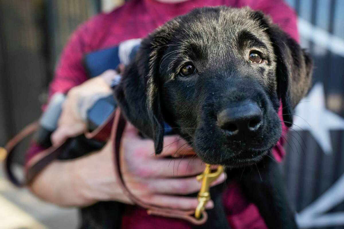 Houston Texans: Why a 'consistent' Nico Collins is key for offense