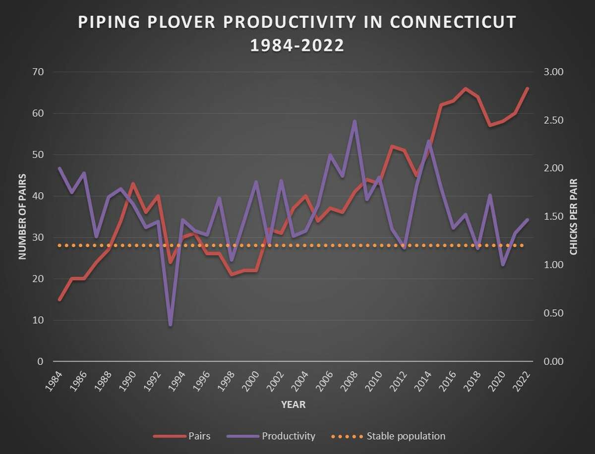 How one CT sandbar plays critical role in piping plover comeback