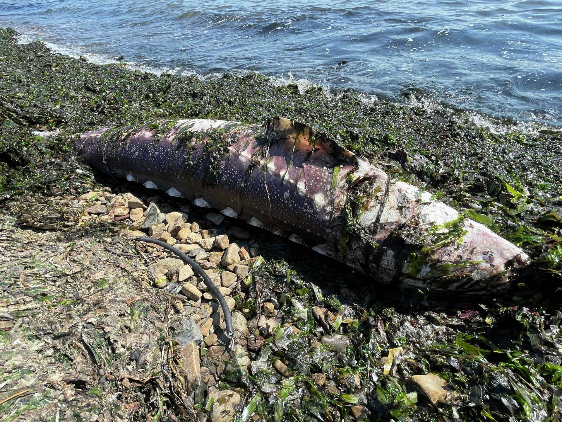 Algae bloom back in SF Bay? Dead fish raise fears of repeat disaster