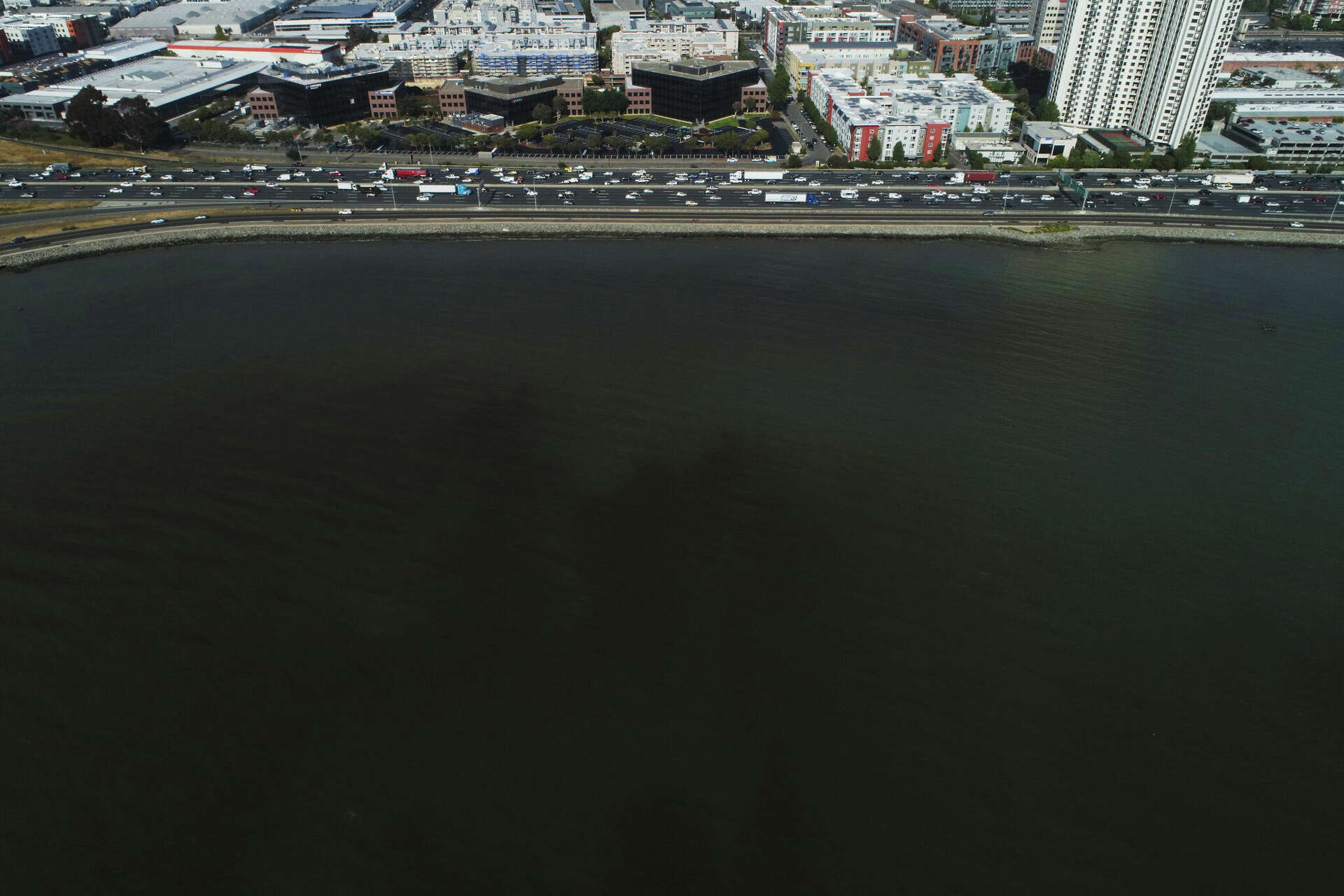 Algae bloom back in SF Bay? Dead fish raise fears of repeat disaster