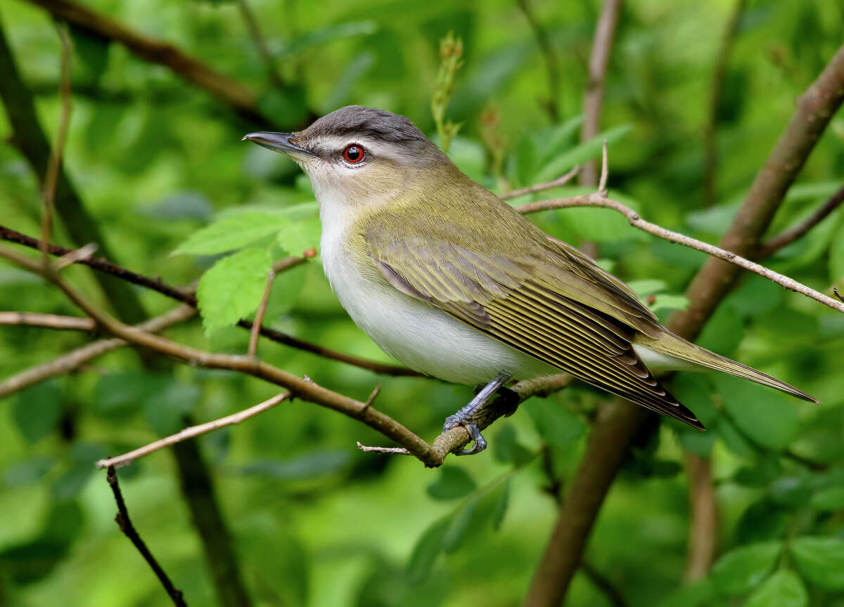CT summer birding guide: Ospreys to sandpipers, 30 birds to watch