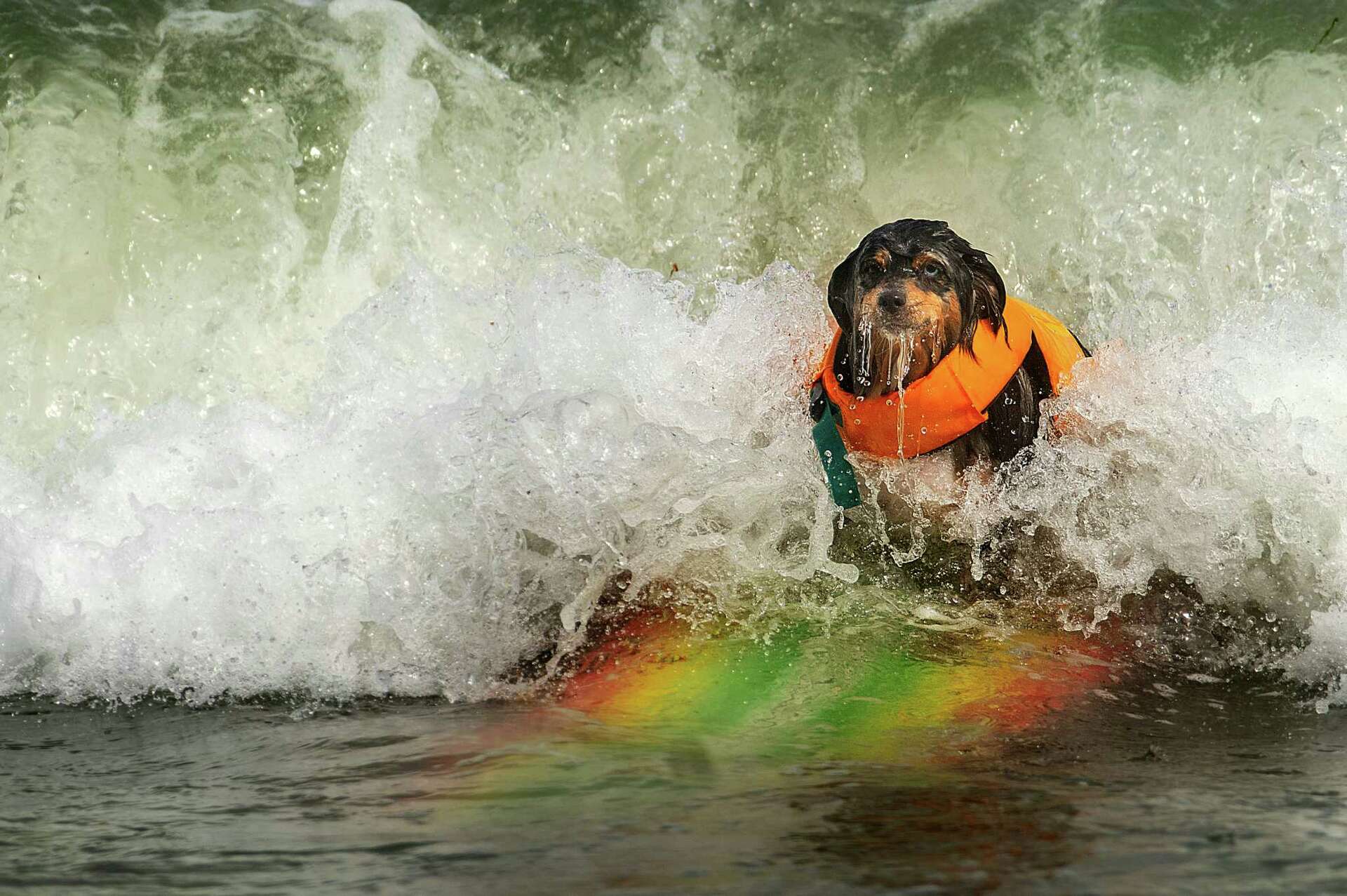 Surfing dogs ride waves to fame at world championships in Pacifica