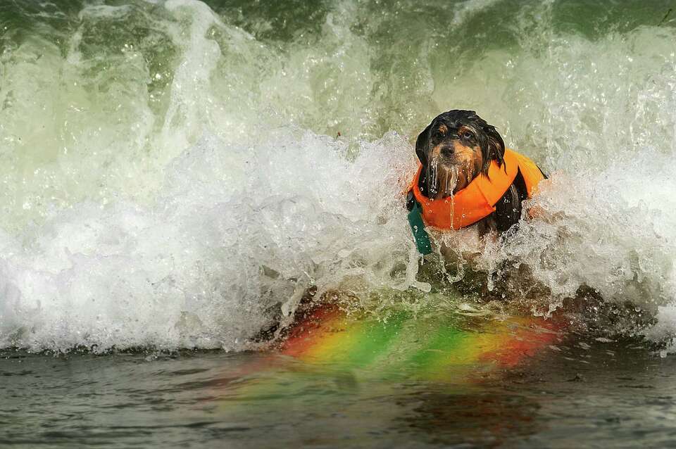 Surfing dogs ride waves to fame at world championships in Pacifica