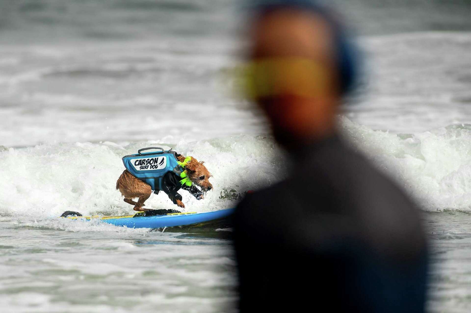 Surfing dogs ride waves to fame at world championships in Pacifica