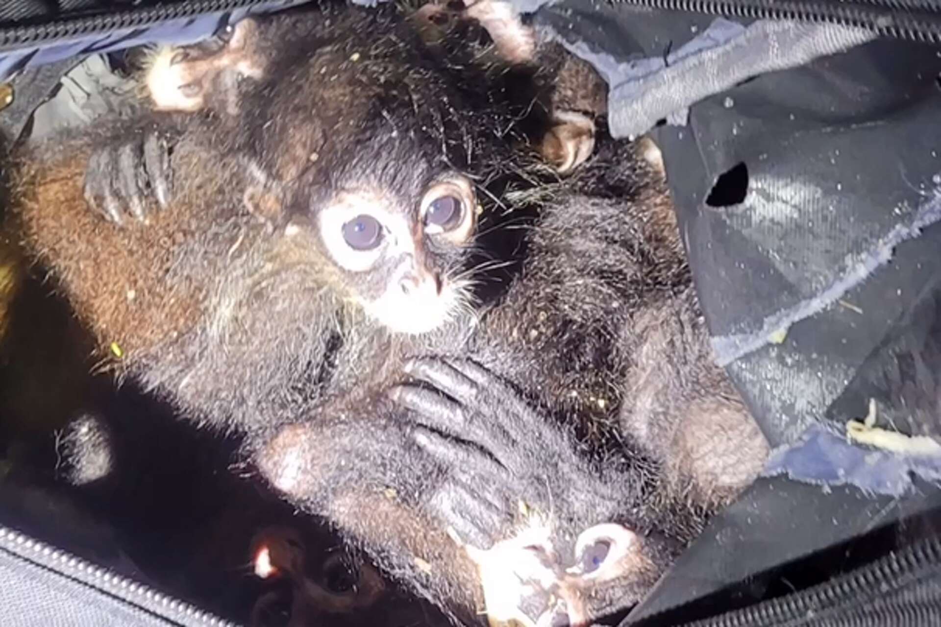 7 rare spider monkeys found in backpack at Texas border