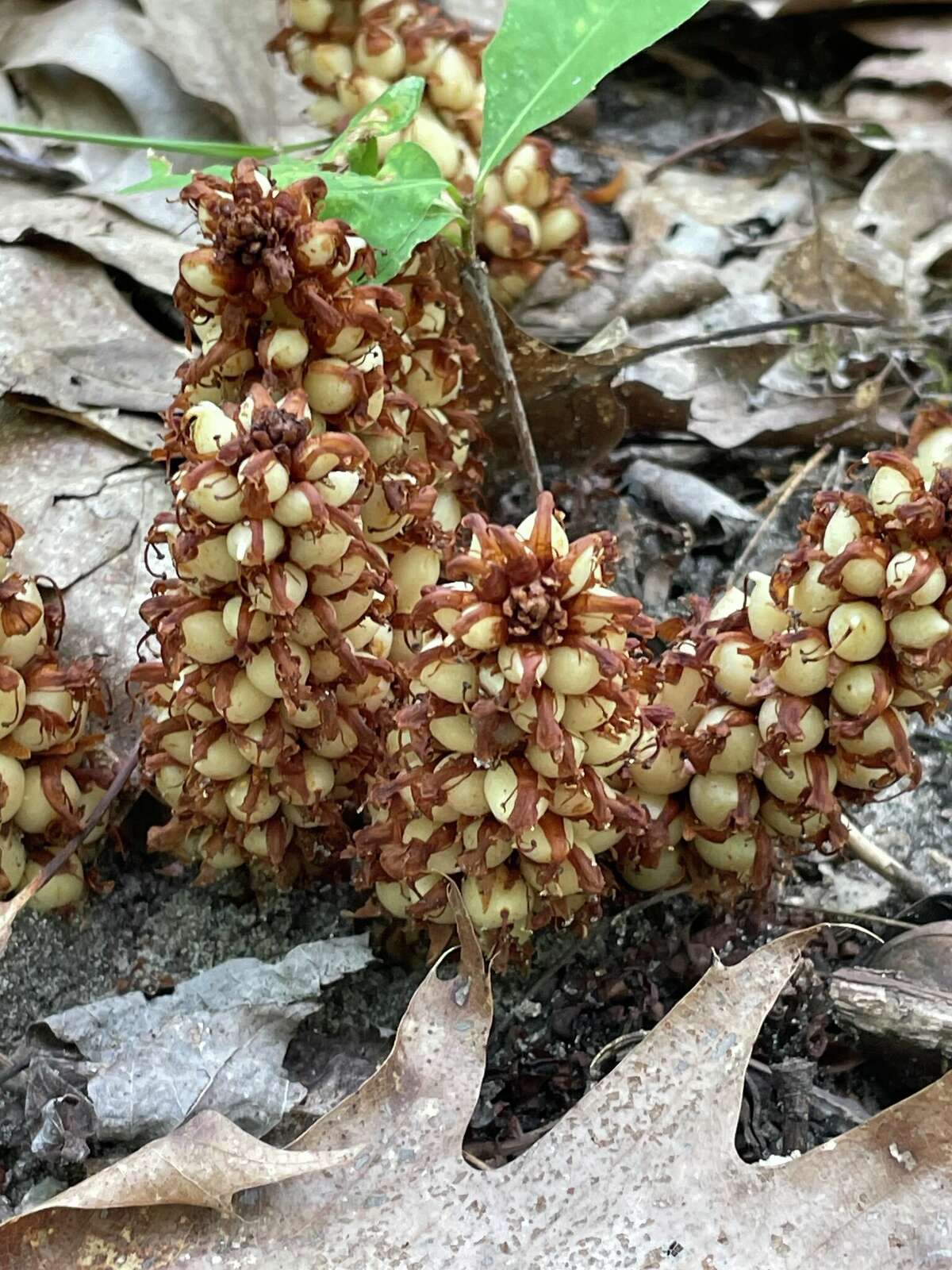 Former horticulturist Chuck Martin explains parasitic plants