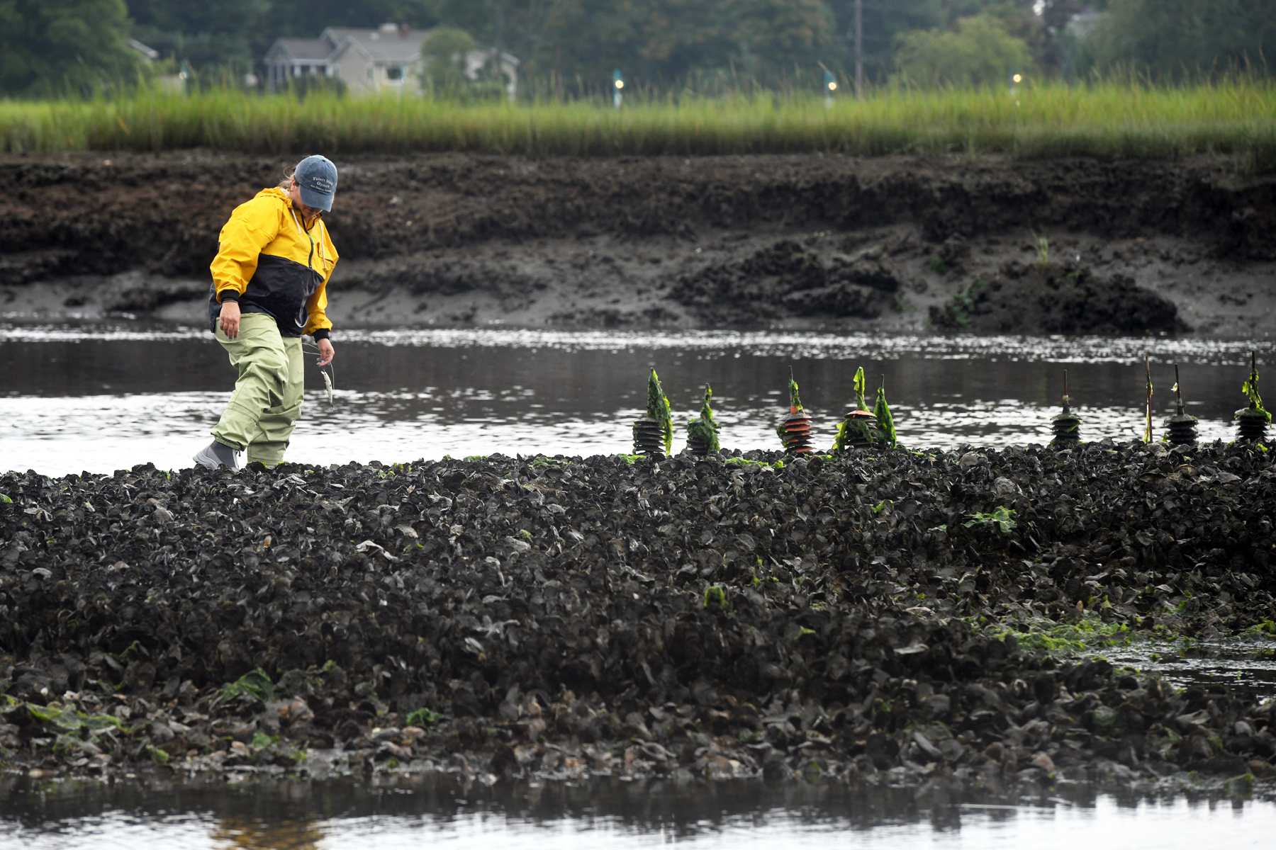 Ash Creek's oysters offer insight into Long Island Sound's health
