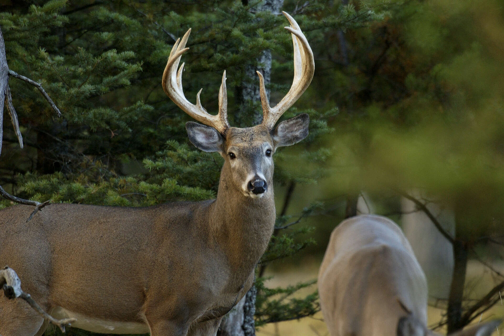 Michigan's deer diseases: What to know about CWD this hunting season