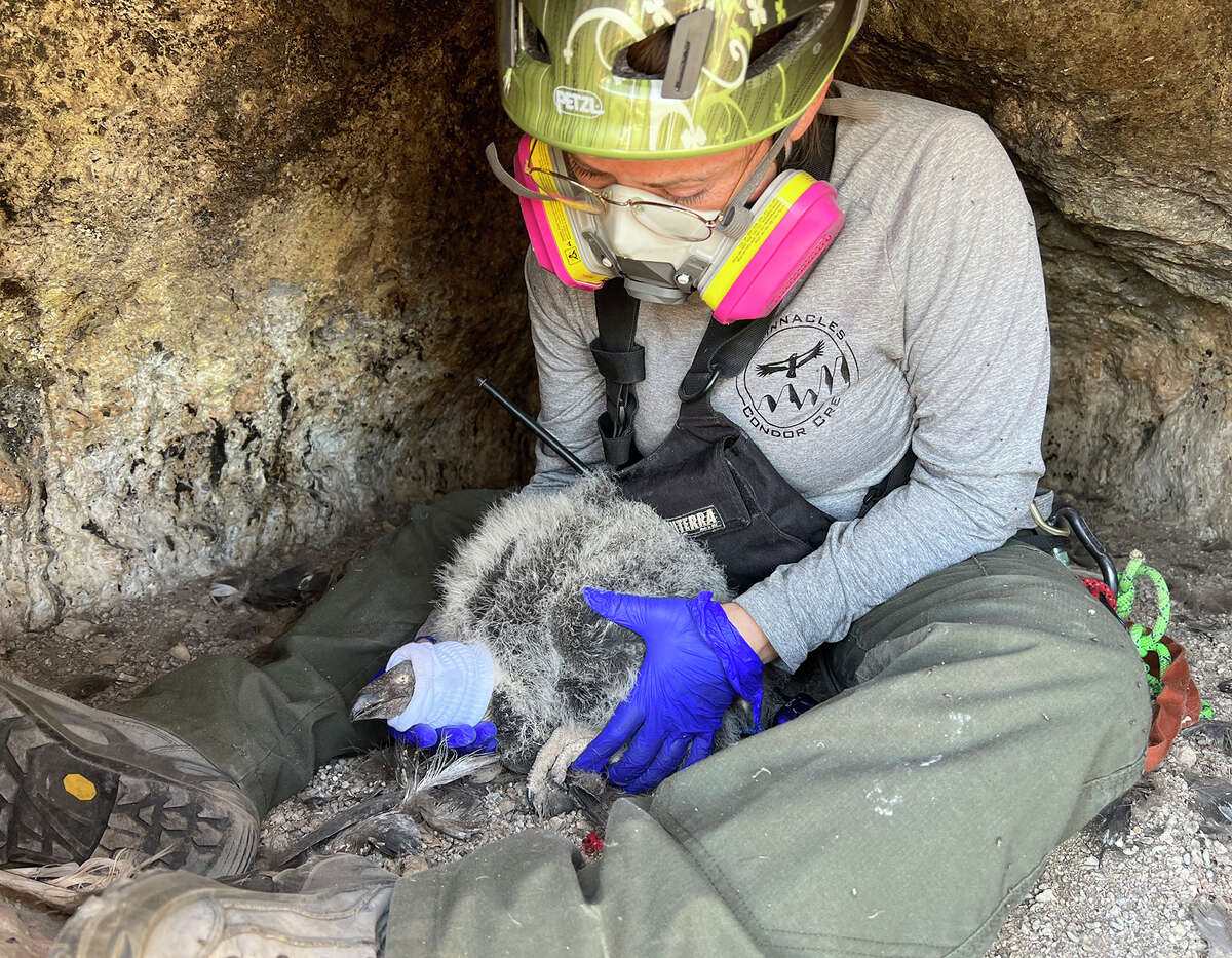 Baby condors thrive in California national park, defying long odds