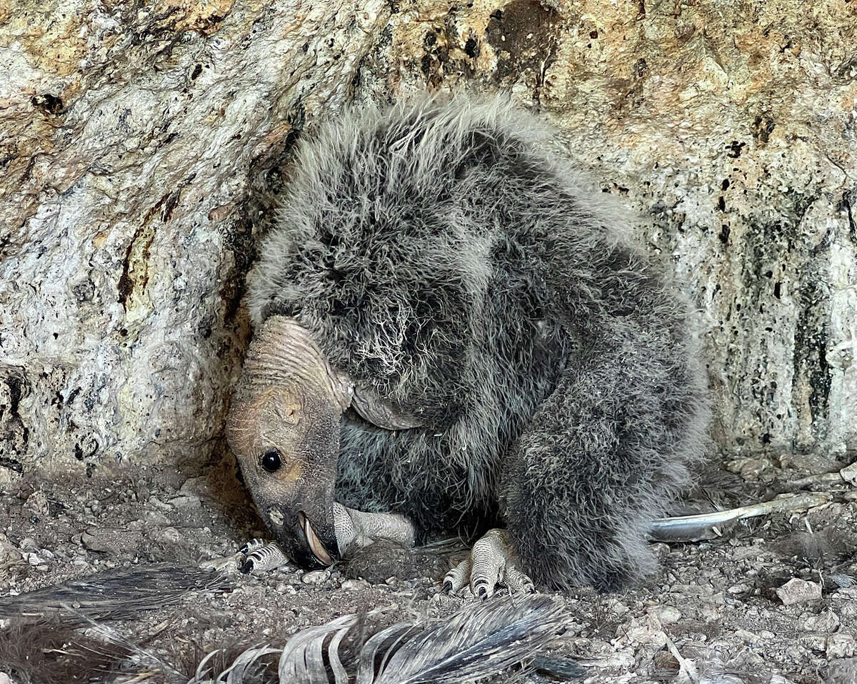 Baby condors thrive in California national park, defying long odds