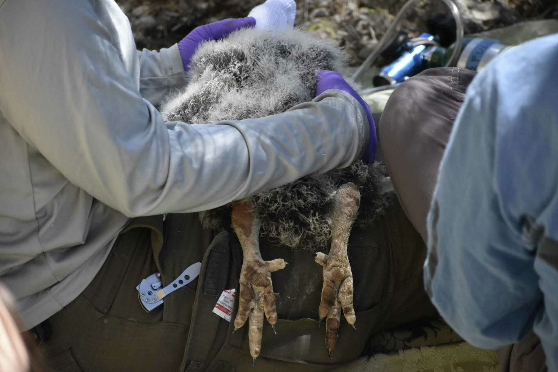 Baby condors thrive in California national park, defying long odds