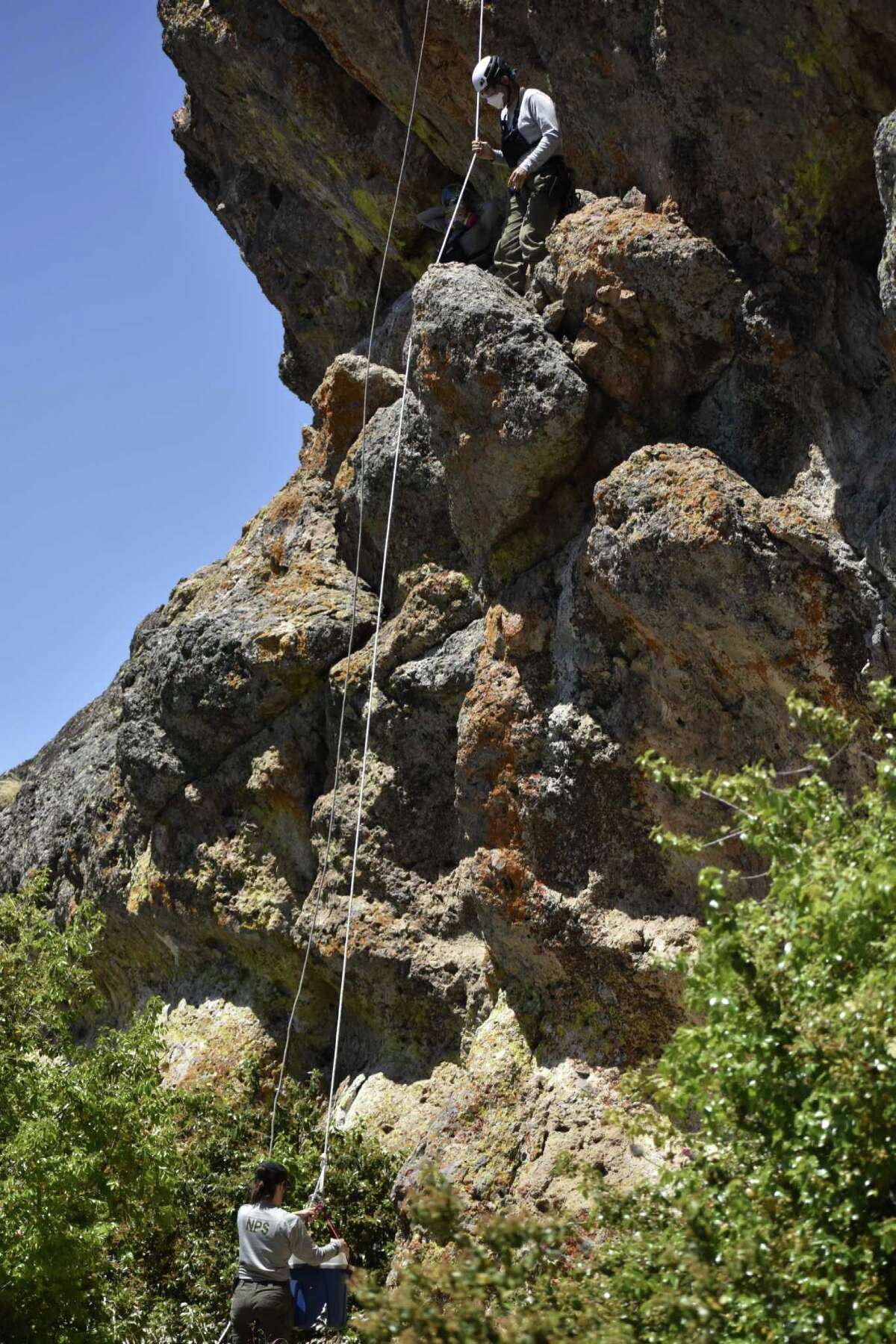 Baby condors thrive in California national park, defying long odds