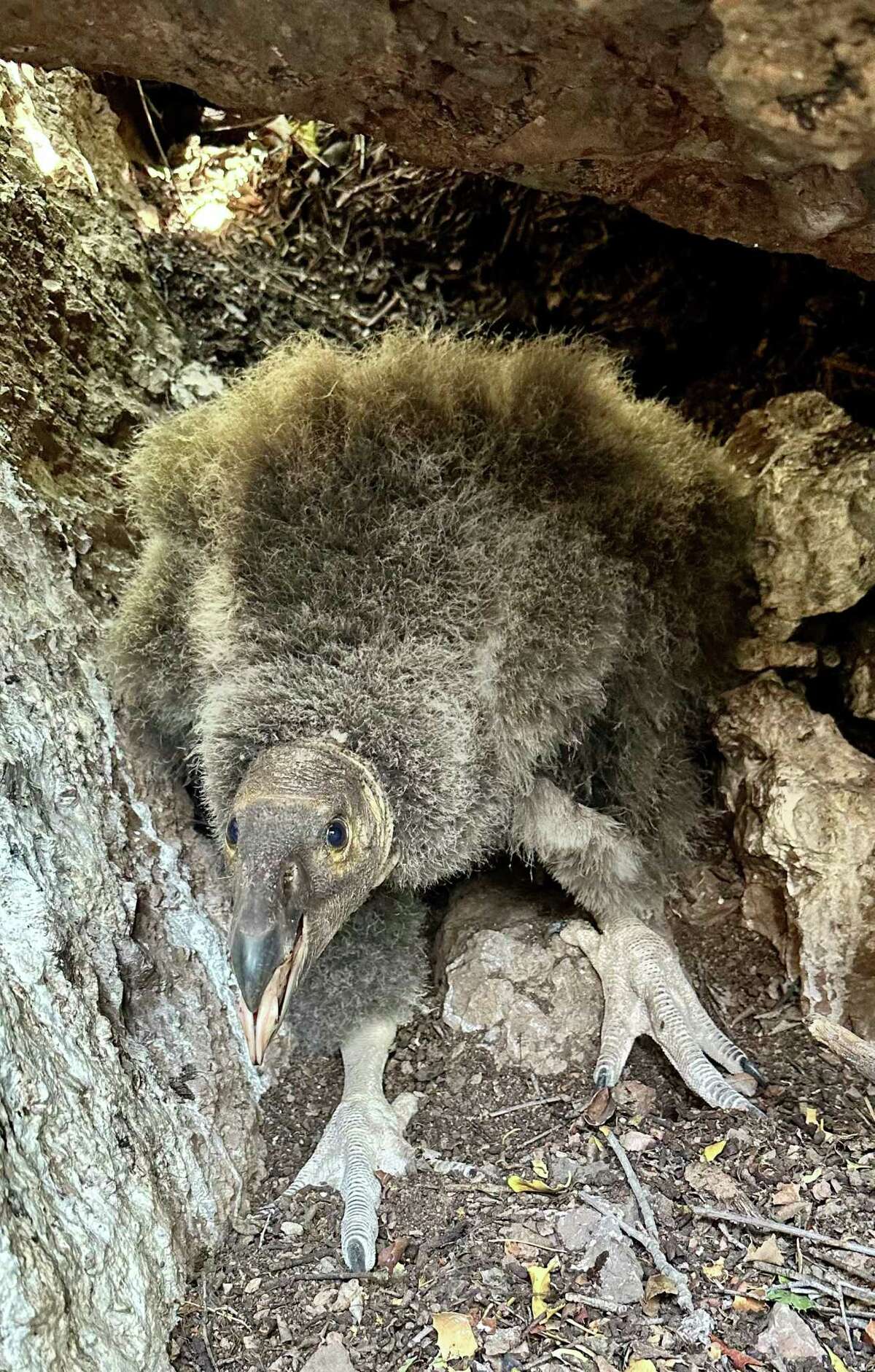 Baby condors thrive in California national park, defying long odds