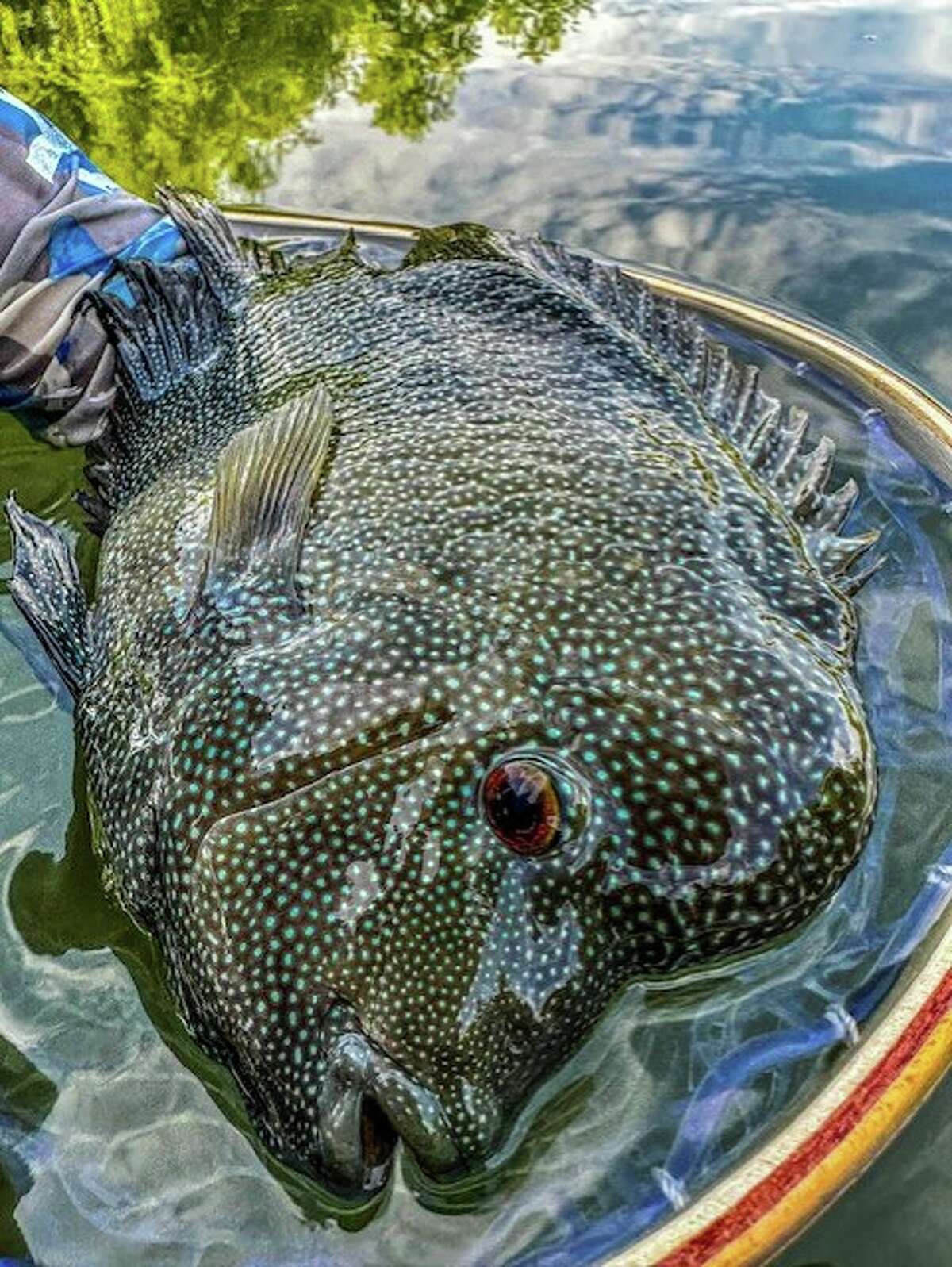 San Antonio River fish nets local fisherman Texas Big Fish award