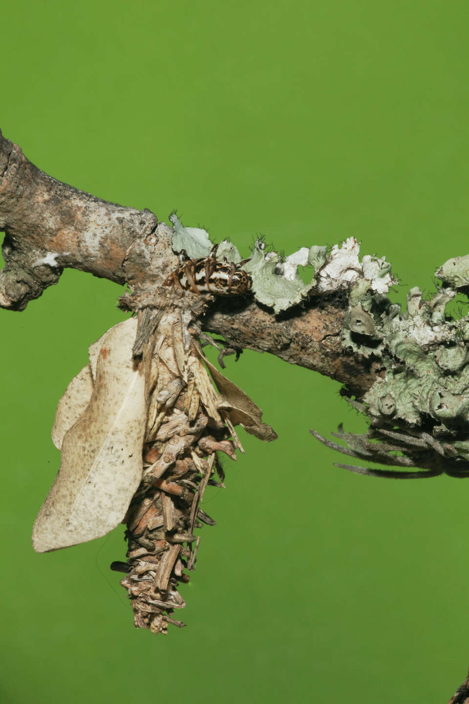 Park officials share update on 'tiny UFO' creature spotted in Texas