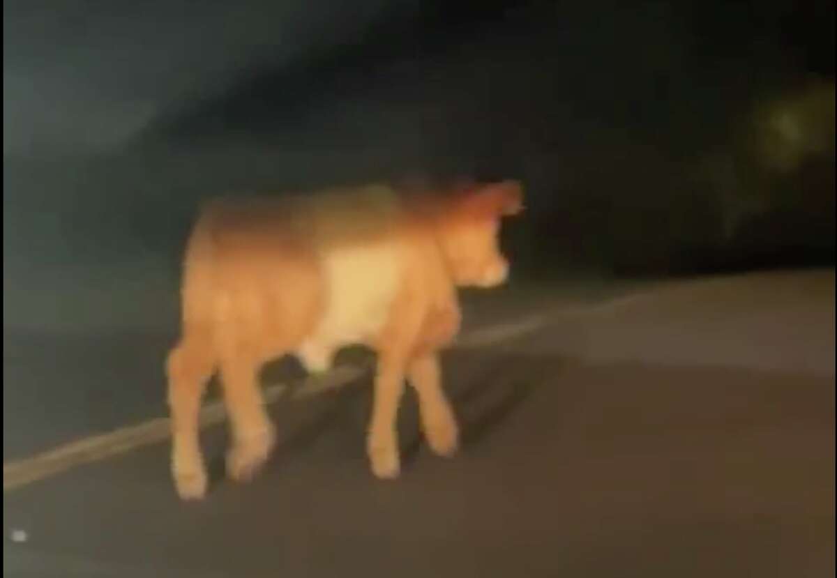 Cow in CT recaptured after escaping from owner Monday night