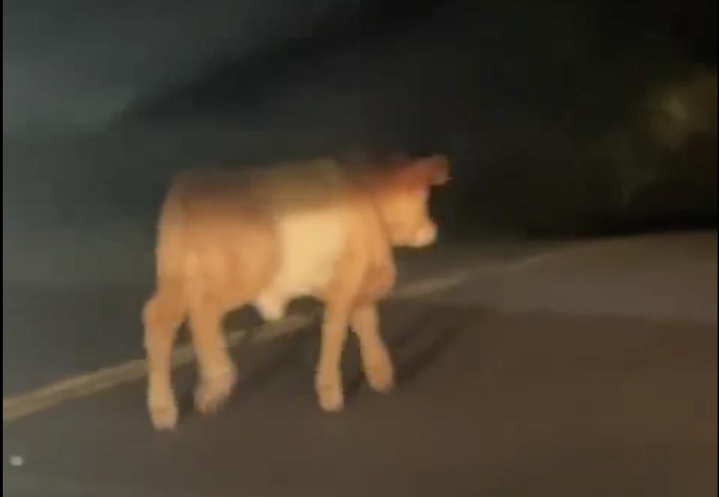 Cow in CT recaptured after escaping from owner Monday night