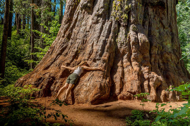 This Calif. park has giant sequoia trees without Yosemite's lines