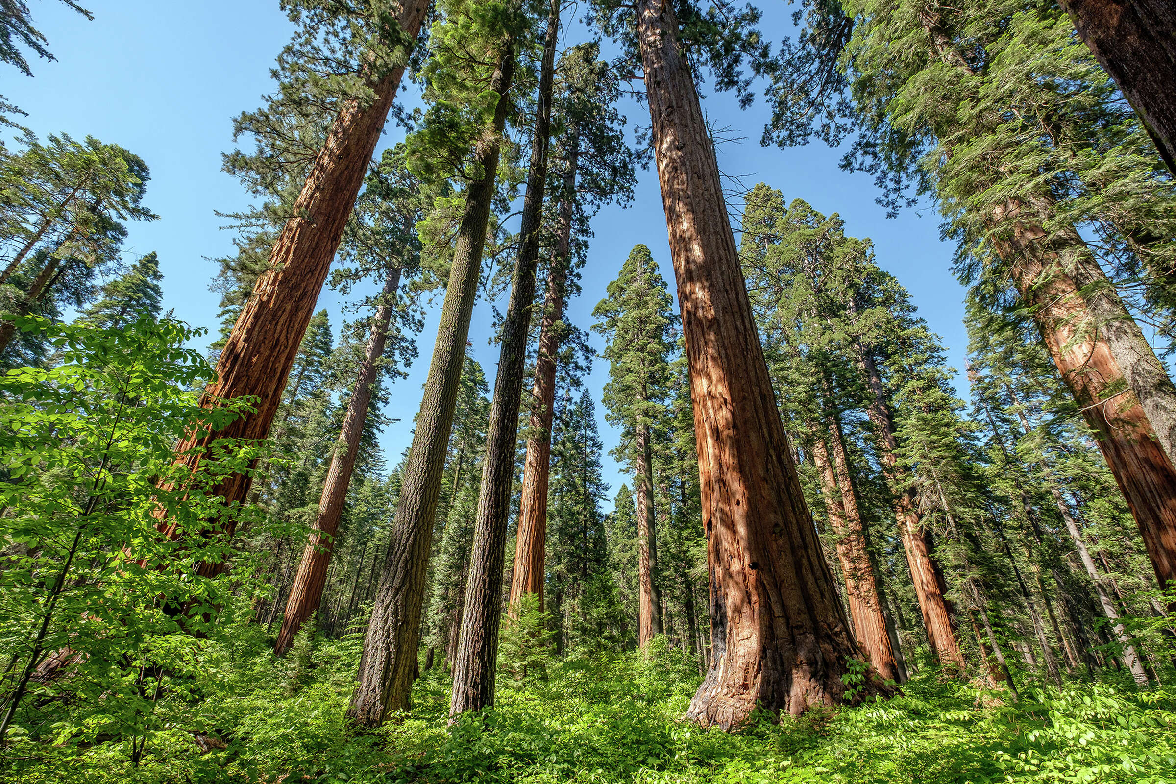 This Calif. park has giant sequoia trees without Yosemite's lines