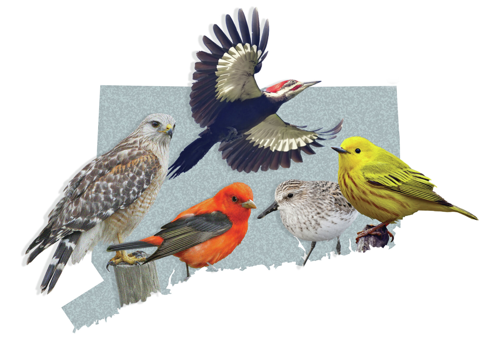 CT summer birding guide: Ospreys to sandpipers, 30 birds to watch