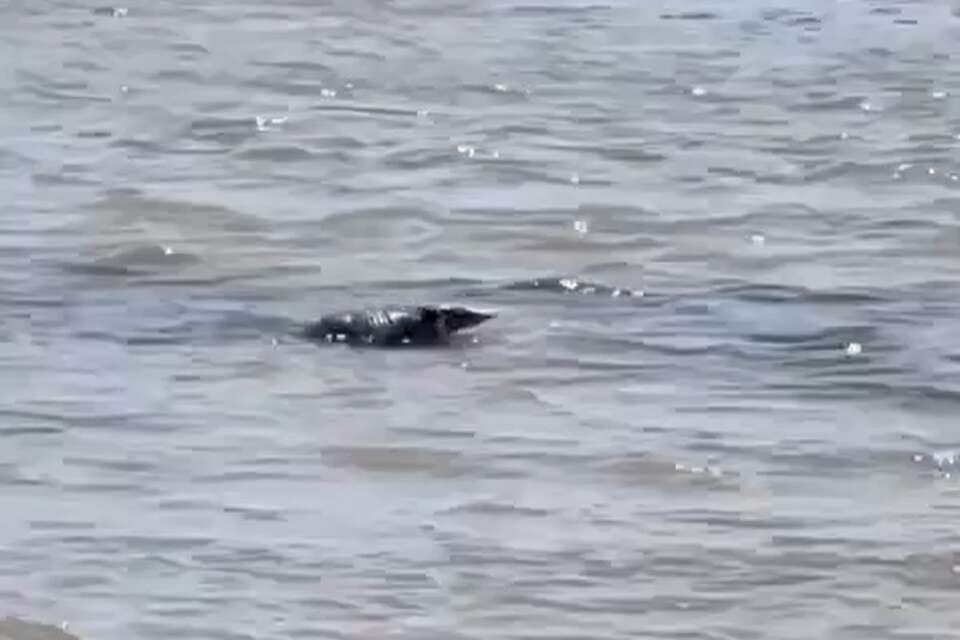 Sopping wet armadillo surprises Texas beachgoers in the surf