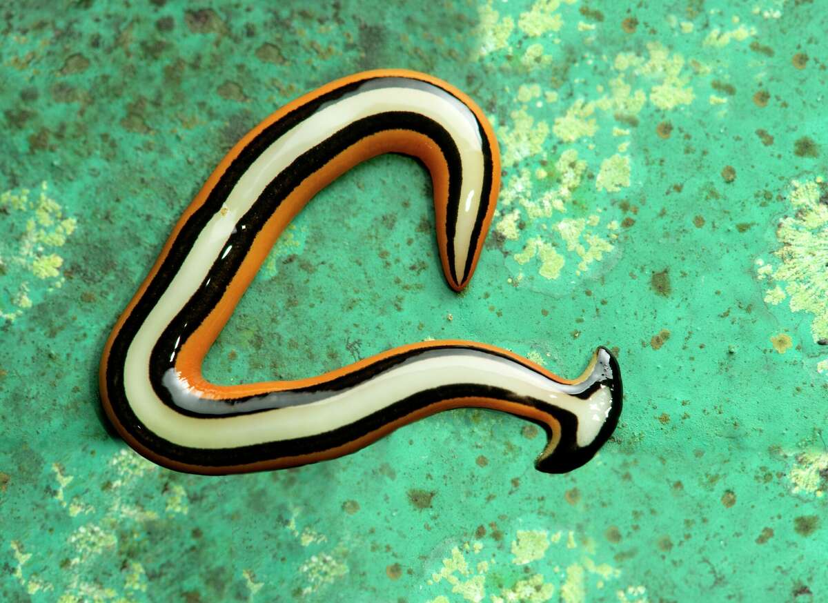 Toxic Invasive Hammerhead Worms On The Rise In CT Expert Says toxic-invasive-hammerhead-worms-on-the-rise-in-ct-expert-says