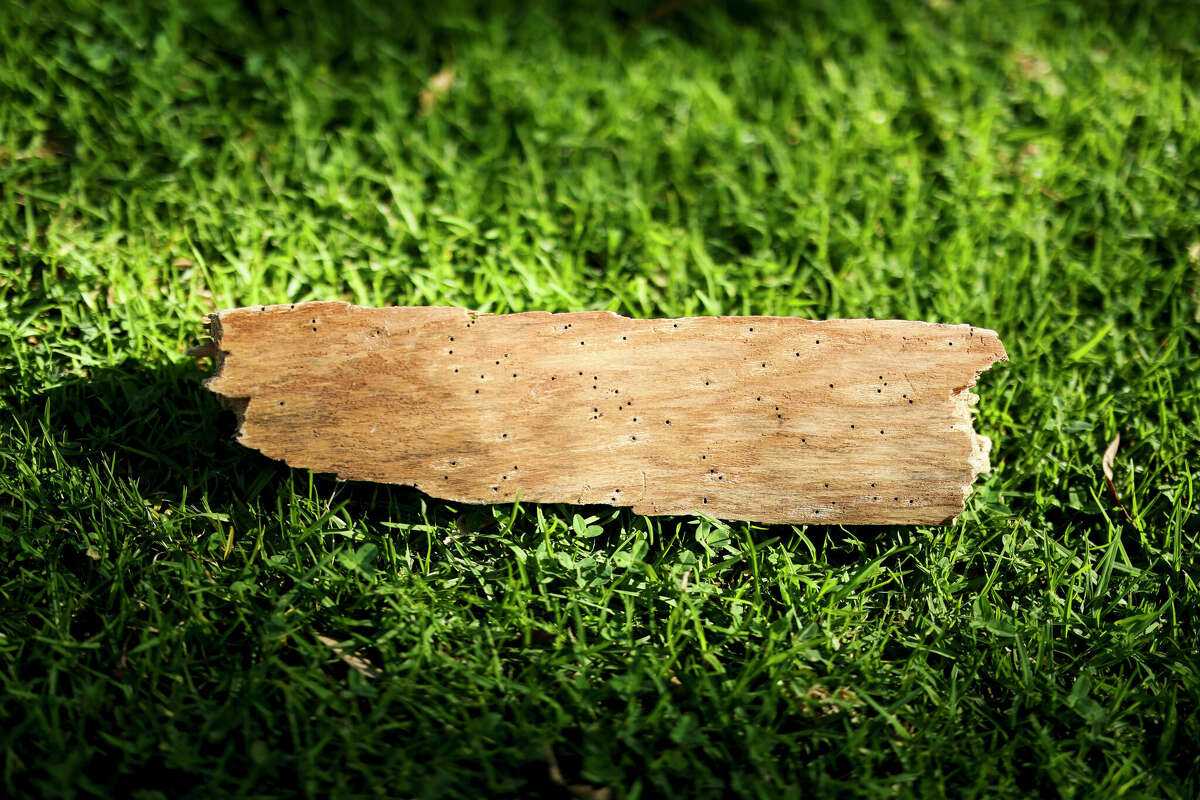 Are your trees stressed? Watch out for borers.