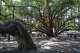 Maui's famous banyan tree scorched in fire. Will it survive?