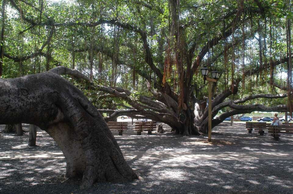 Maui's famous banyan tree scorched in fire. Will it survive?