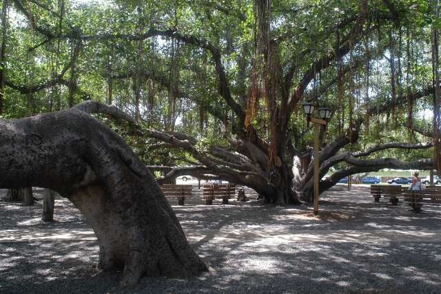 Maui's famous banyan tree scorched in fire. Will it survive?