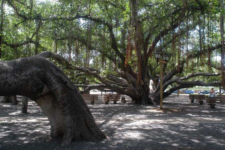 Maui's famous banyan tree scorched in fire. Will it survive?