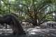 Maui's famous banyan tree scorched in fire. Will it survive?