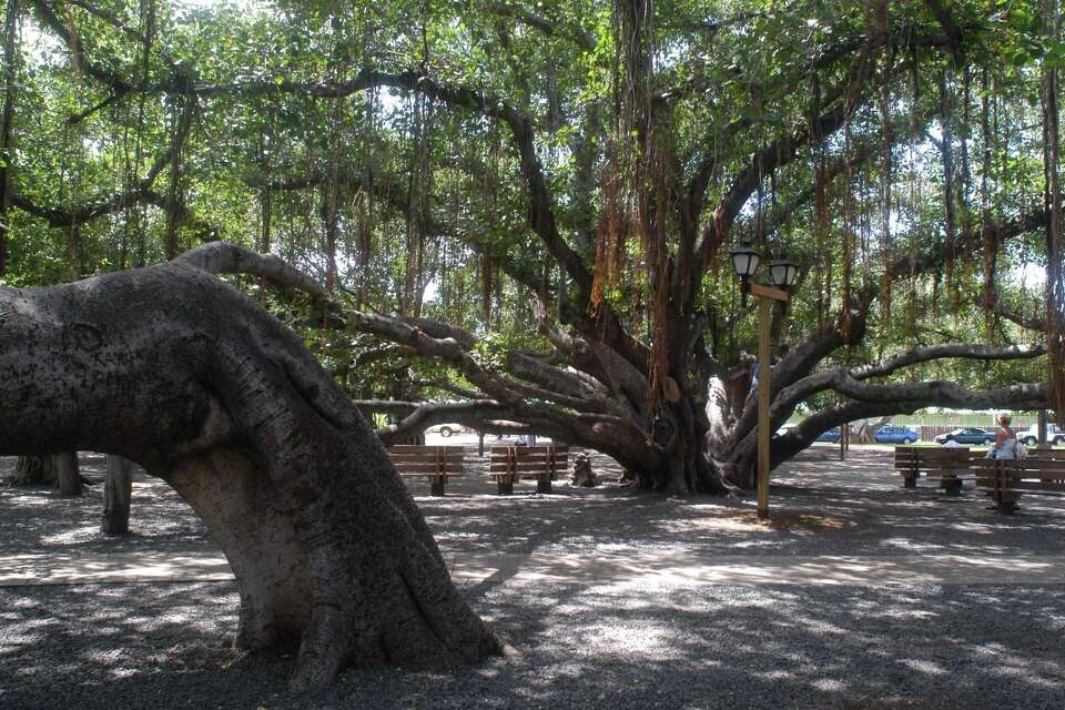 Maui's famous banyan tree scorched in fire. Will it survive?