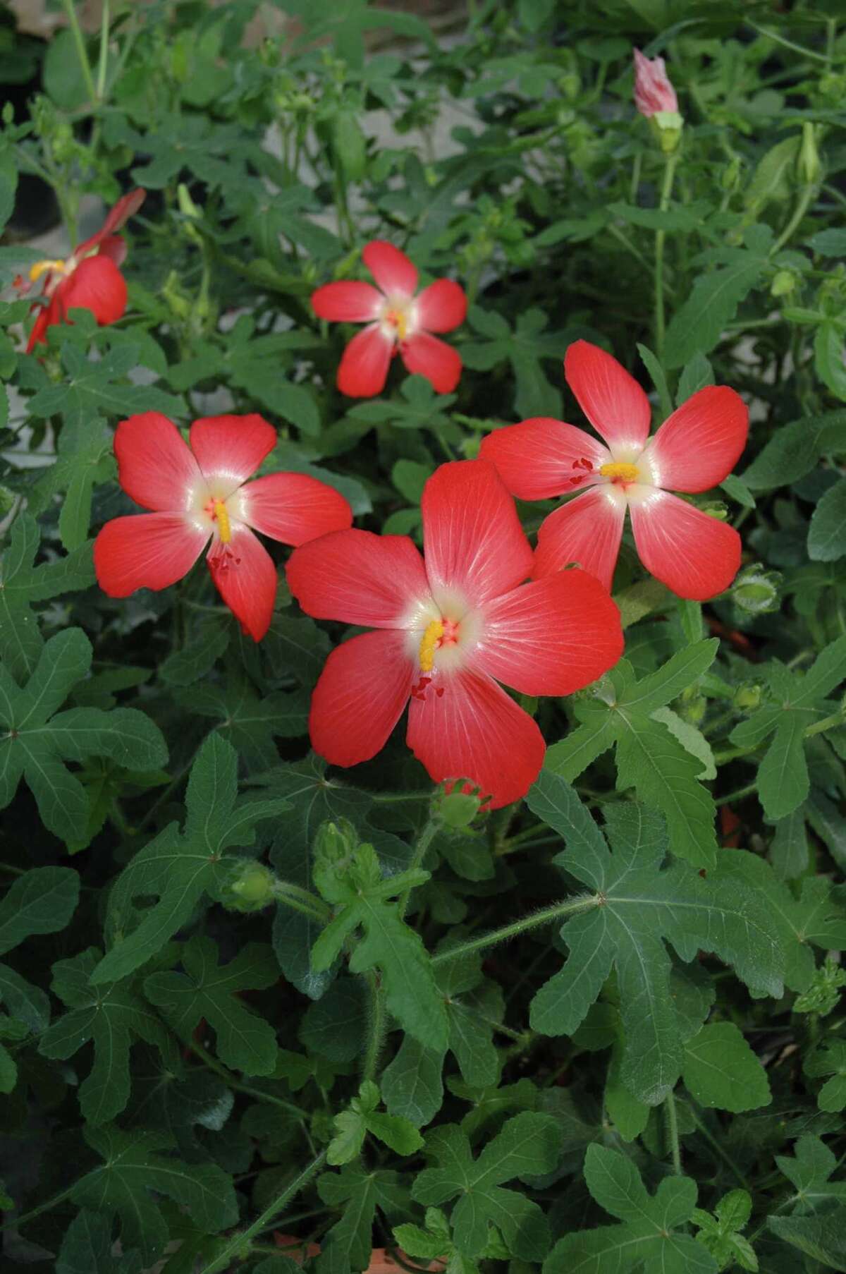 Althea and other mallows can save the late summer garden in Houston
