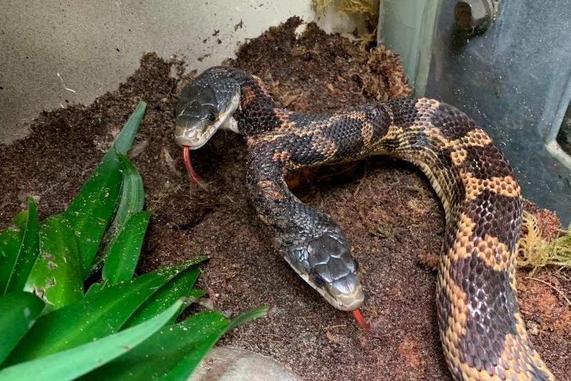 Extremely rare snake with two heads on display at Texas zoo
