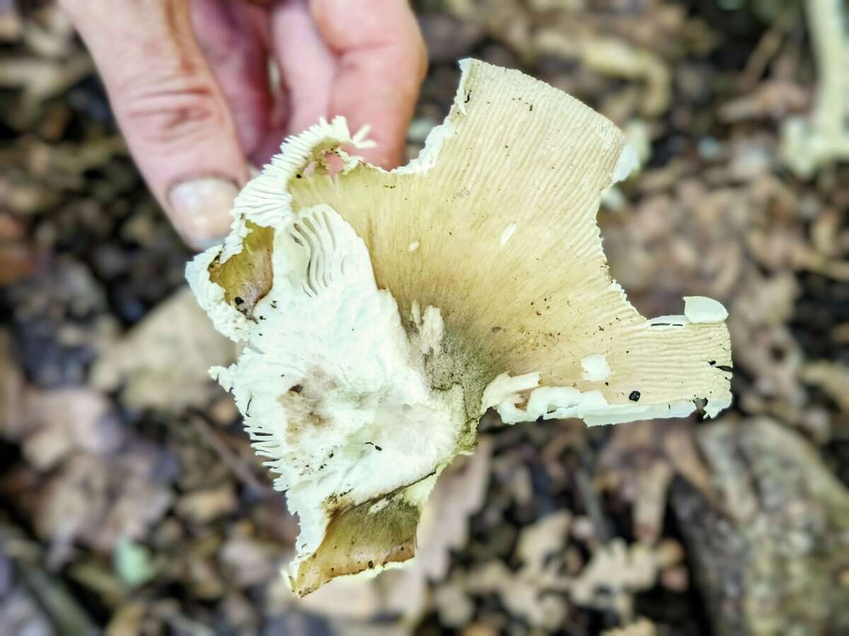 Mushroom foraging with James O’Neill of Deep Forest Wild Edible