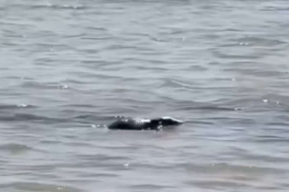 Texas armadillos swim in river to beat extreme summer heat