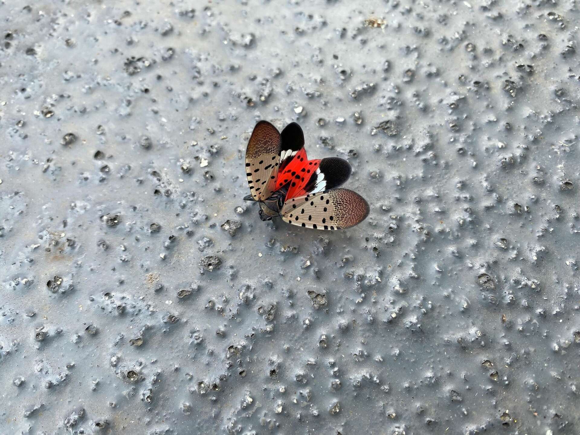 Spotted lanternfly: What to know about CT's latest invasive bug