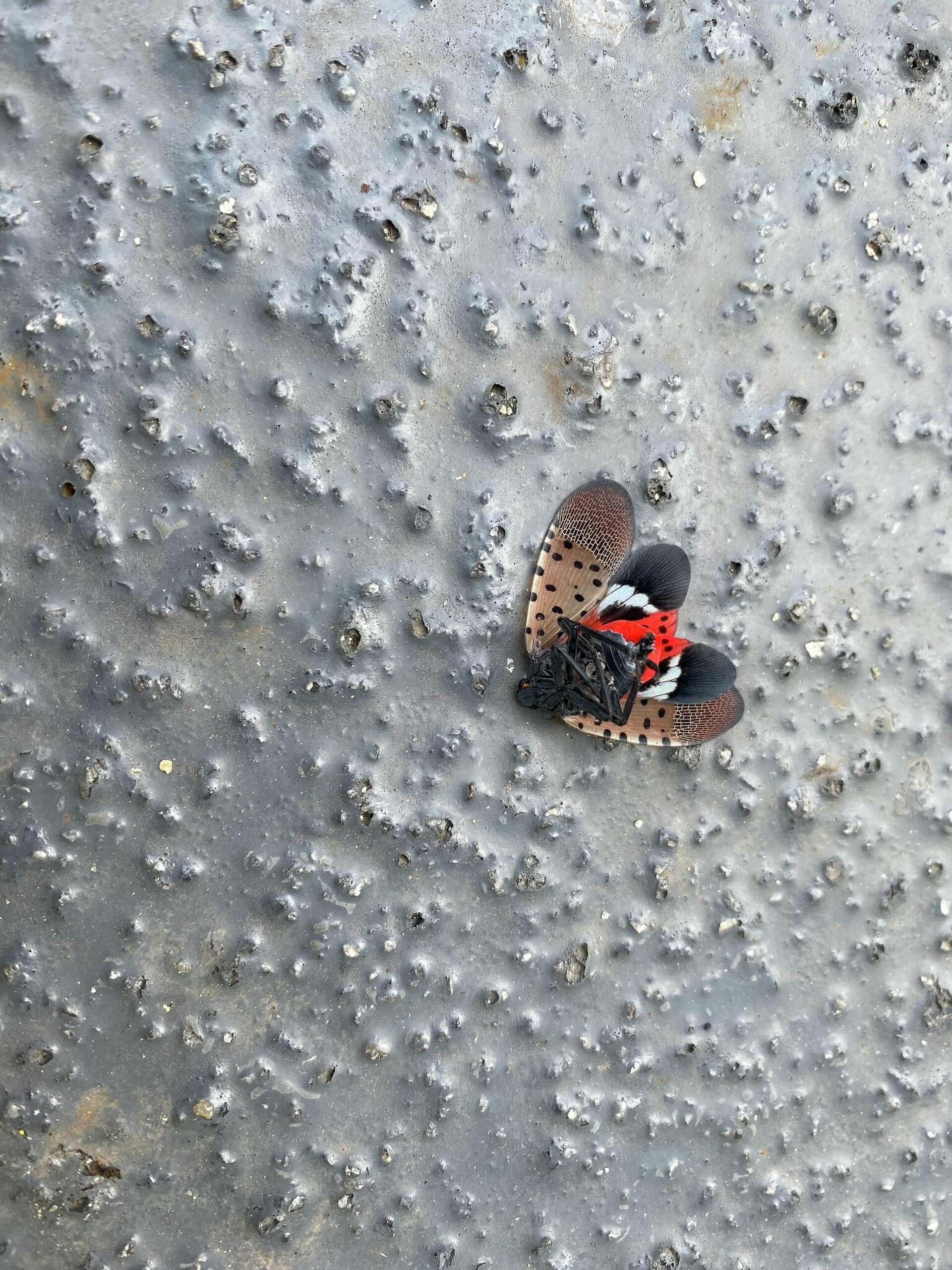 Spotted lanternflies flying around CT as they reach adult stage