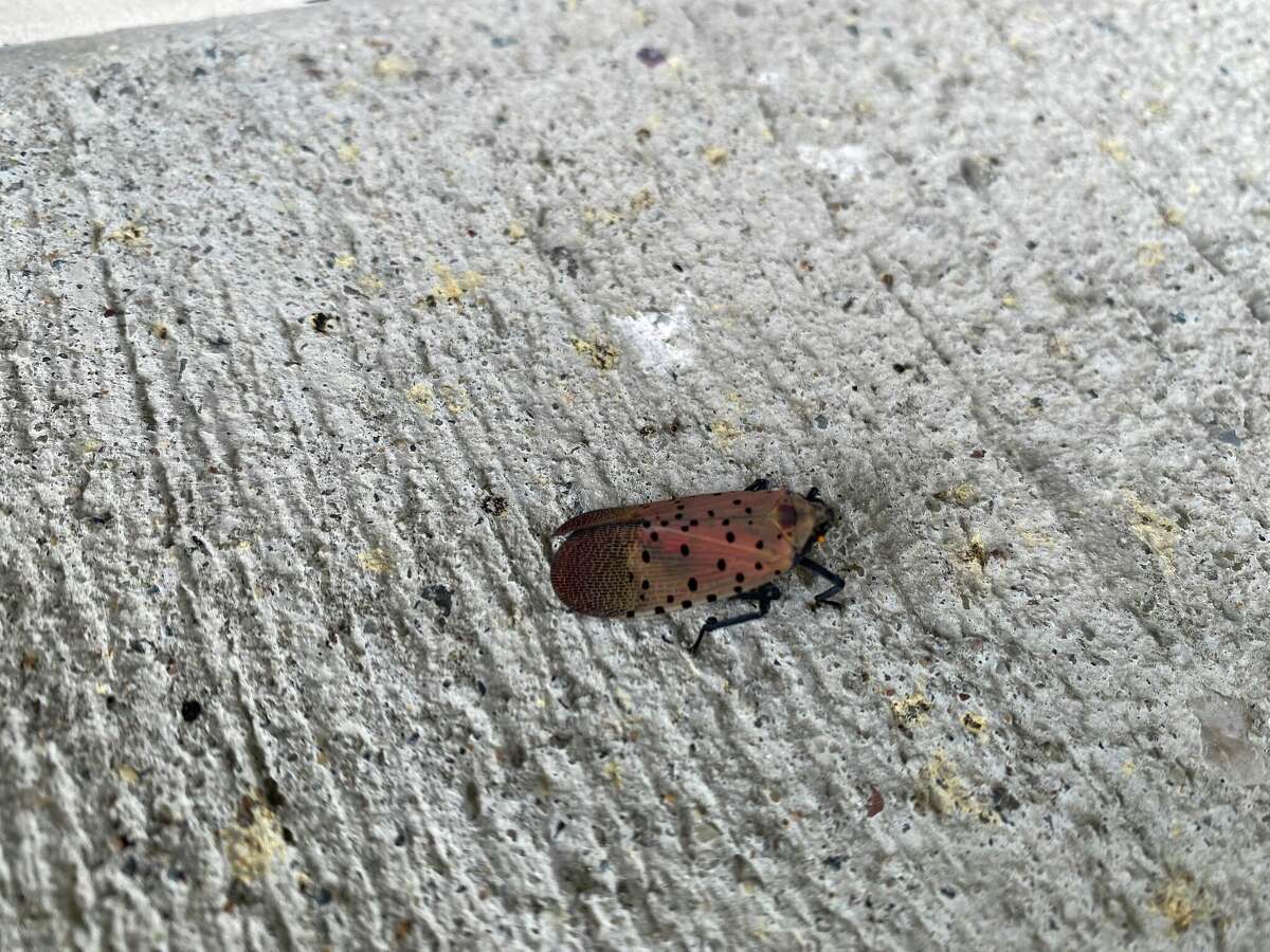 Spotted lanternflies flying around CT as they reach adult stage