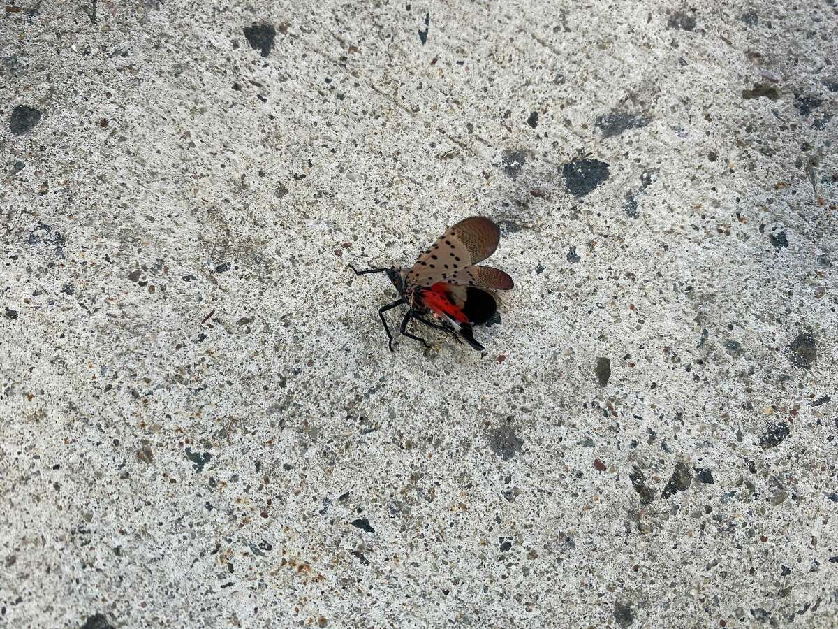 Spotted lanternflies flying around CT as they reach adult stage