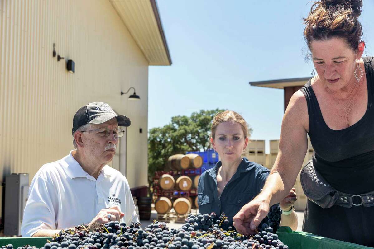 How Bending Branch Winery protects grapes from ‘devastating’ heat