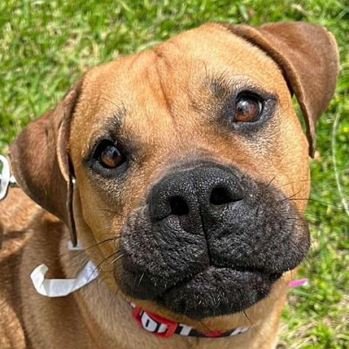 Sasha is Pet of the Week for Laredo Animal Protective Society