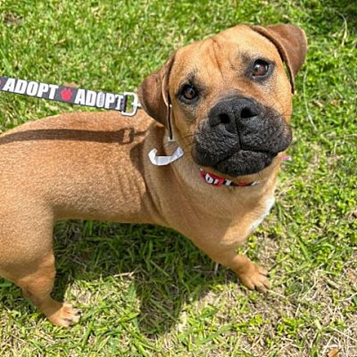 Sasha is Pet of the Week for Laredo Animal Protective Society