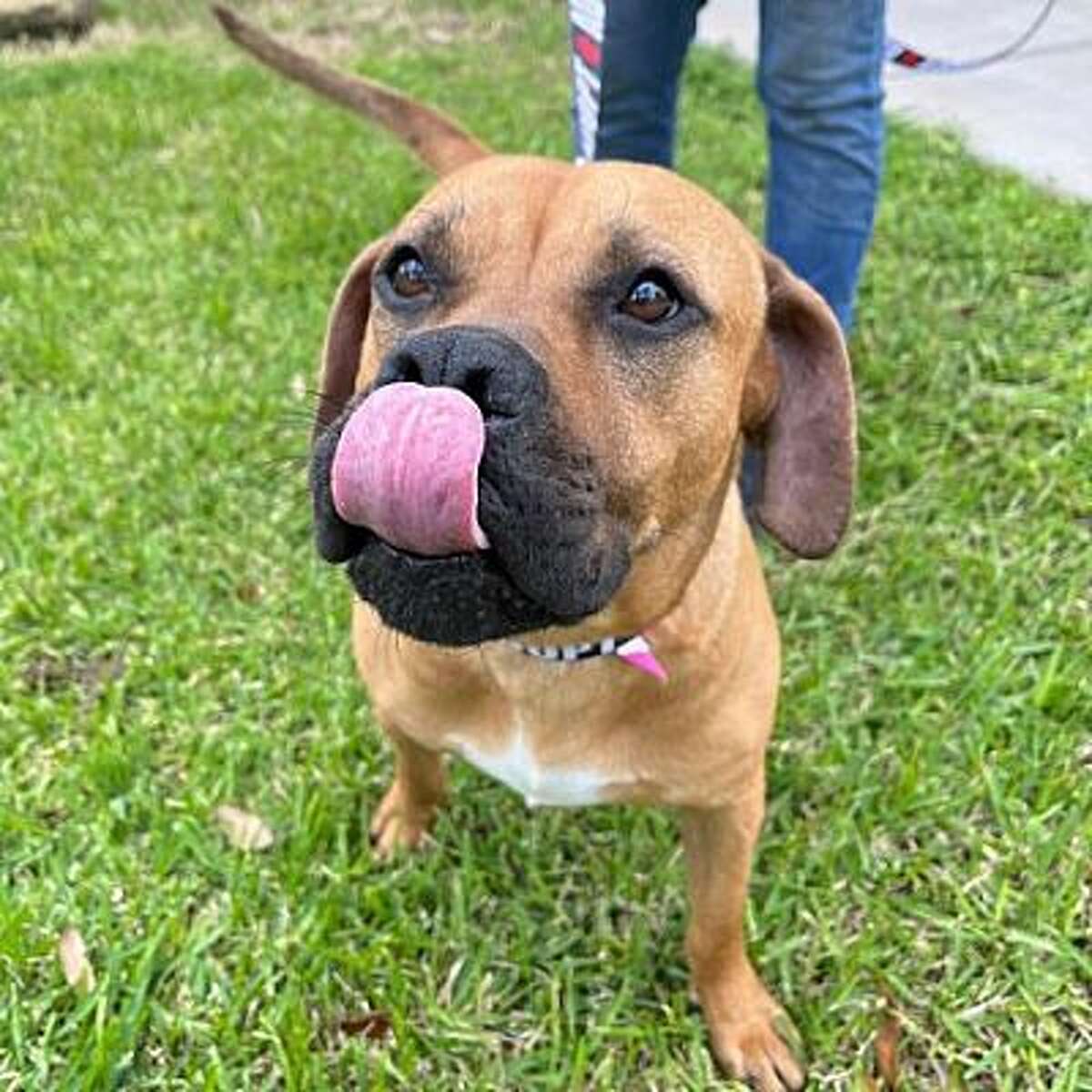 Sasha is Pet of the Week for Laredo Animal Protective Society